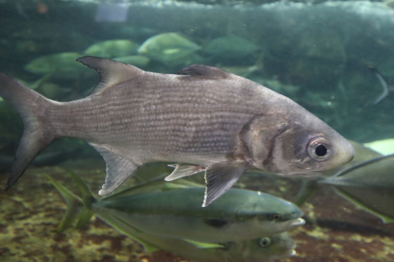 水族館魚図鑑-ツバメコノシロ(Polydactylus plebeius) - 動物園&水族館に行こう！！