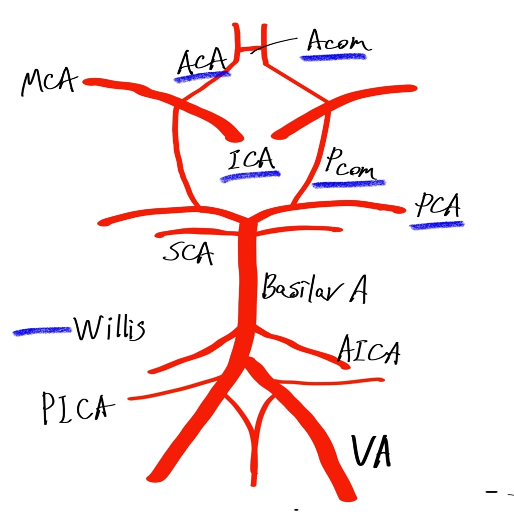診療放射線技師のタマゴの皆さん！学生のうちに最低限知っておくべき血管まとめました！ - ぎしタマゴ