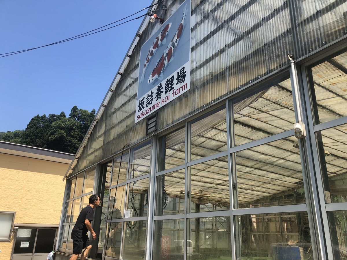 らんちゅうとこいとはなびとあるぱかと - 俺のらんちゅう