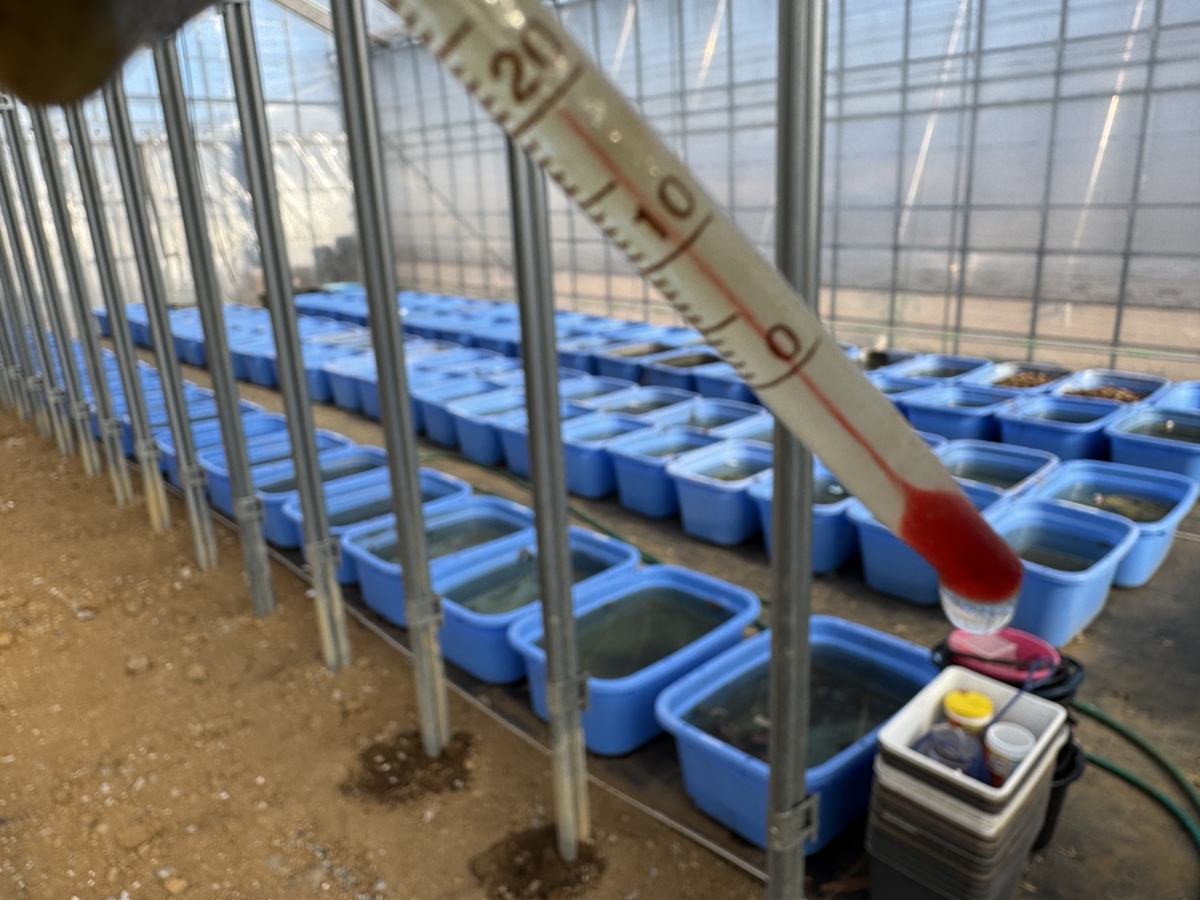 千葉養魚場をグルグル巡る - 堀切めだか