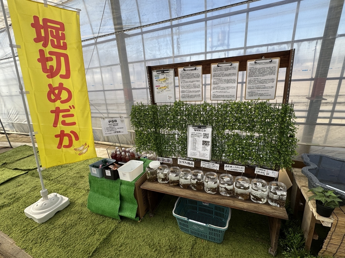 新業態、いちご狩りとメダカ販売の協業スタート - 堀切めだか