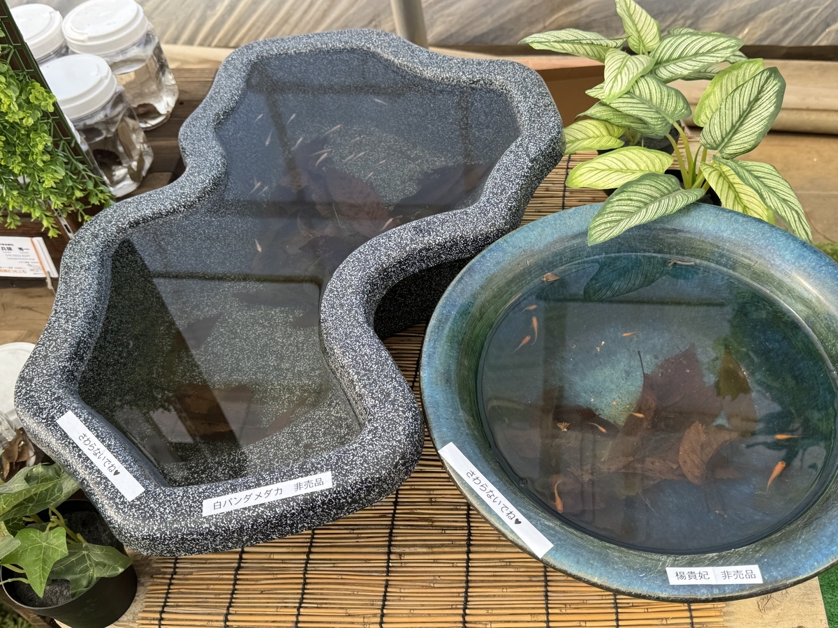 新業態、いちご狩りとメダカ販売の協業スタート - 堀切めだか