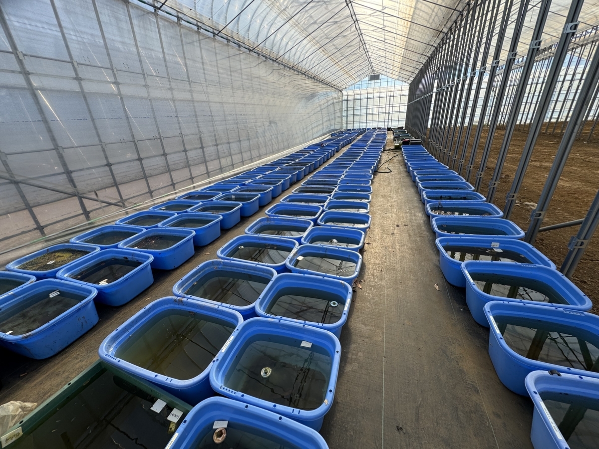 新業態、いちご狩りとメダカ販売の協業スタート - 堀切めだか