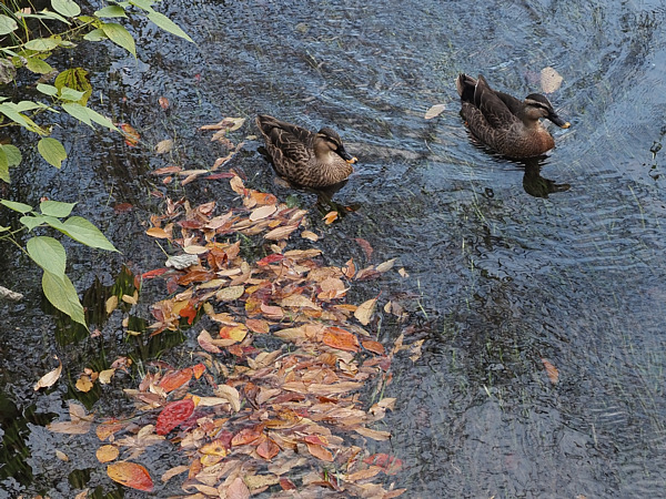 紅葉もあと少しかな - janko’s diary