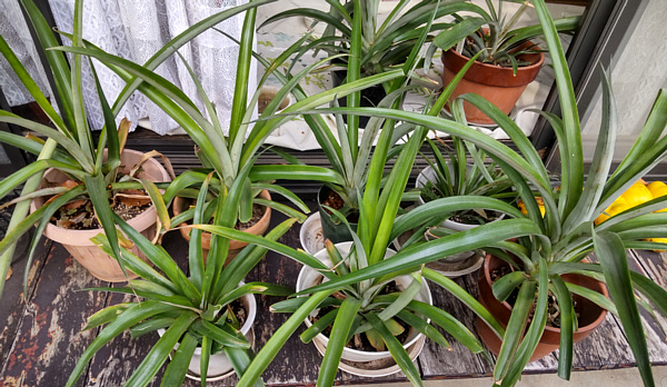 カリンのコンポと作りました - janko’s diary