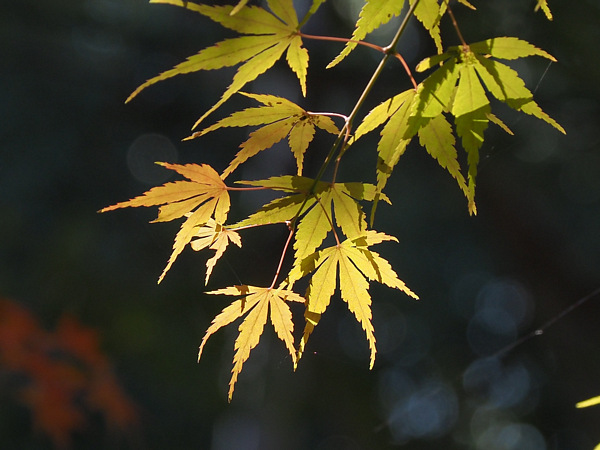 紅葉も見納め - janko’s diary