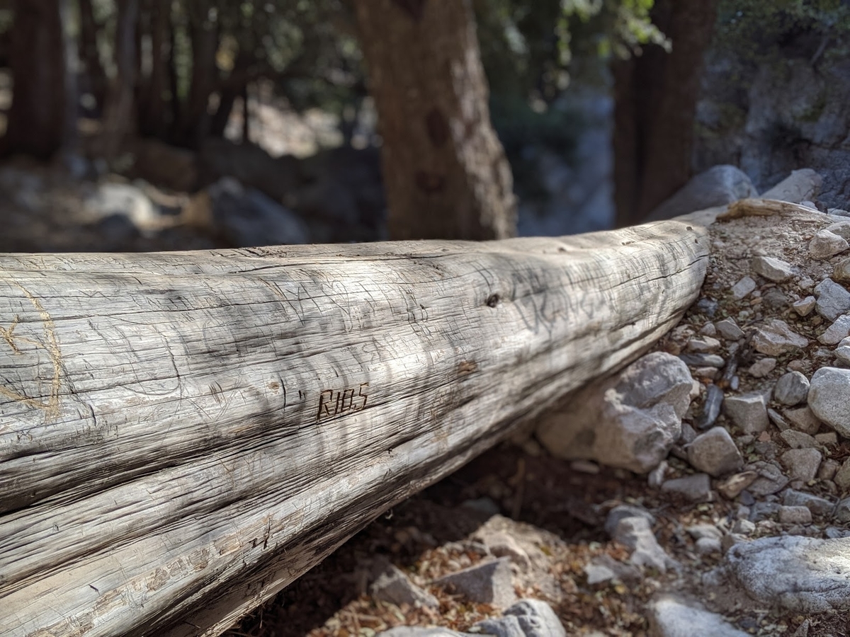 Forest Falls in Redlands🌲 - Forget-Me-Not