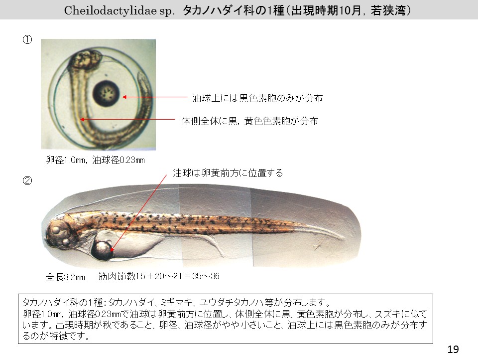 1-7. スズキ目 1 の卵とふ化仔魚 PERICIFORMS 1 - jimotodakei’s blog