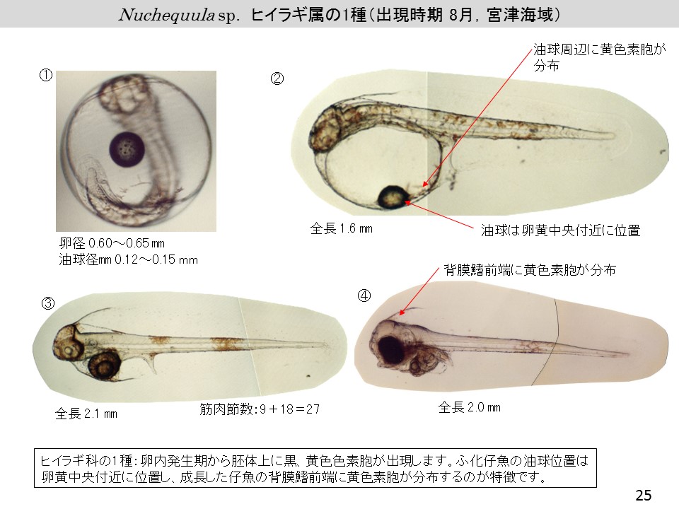 1-9. スズキ目 3 の卵とふ化仔魚 PERCIFORMS 3 - jimotodakei’s blog