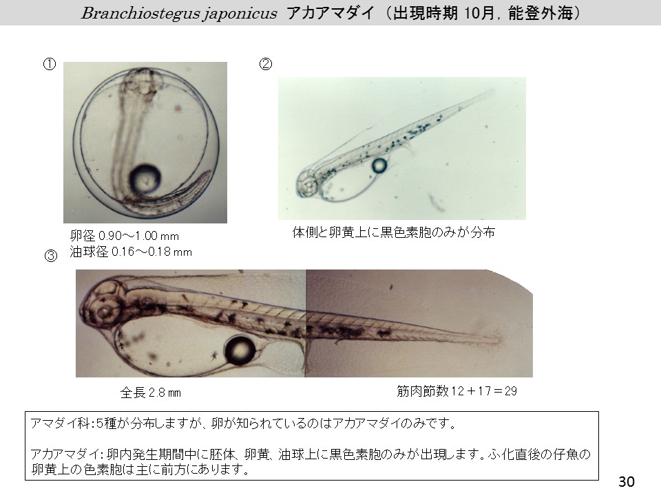 1-9. スズキ目 3 の卵とふ化仔魚 PERCIFORMS 3 - jimotodakei’s blog