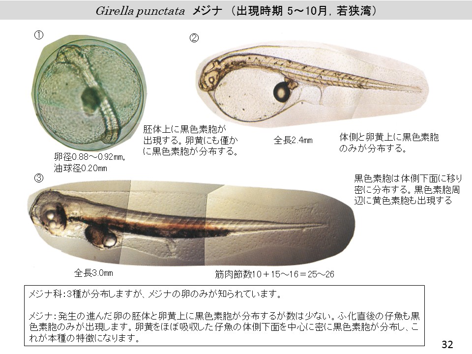 1-9. スズキ目 3 の卵とふ化仔魚 PERCIFORMS 3 - jimotodakei’s blog