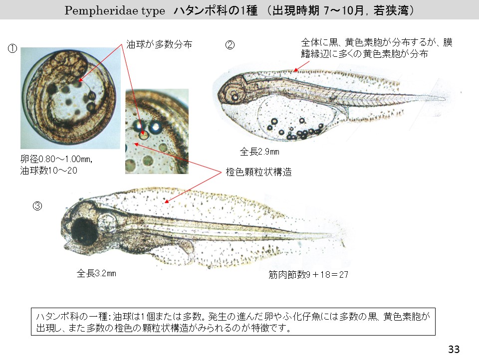 1-11. スズキ目 5 の卵とふ化仔魚 PERCIFORMS 5 - jimotodakei’s blog