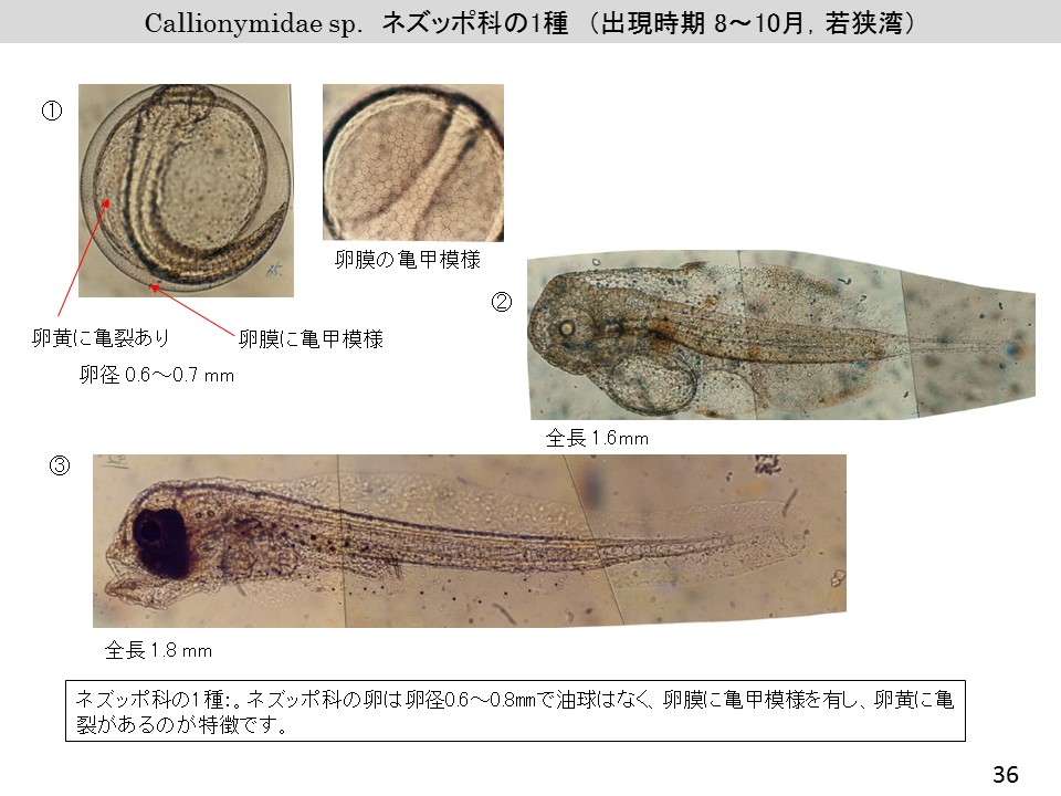 1-11. スズキ目 5 の卵とふ化仔魚 PERCIFORMS 5 - jimotodakei’s blog