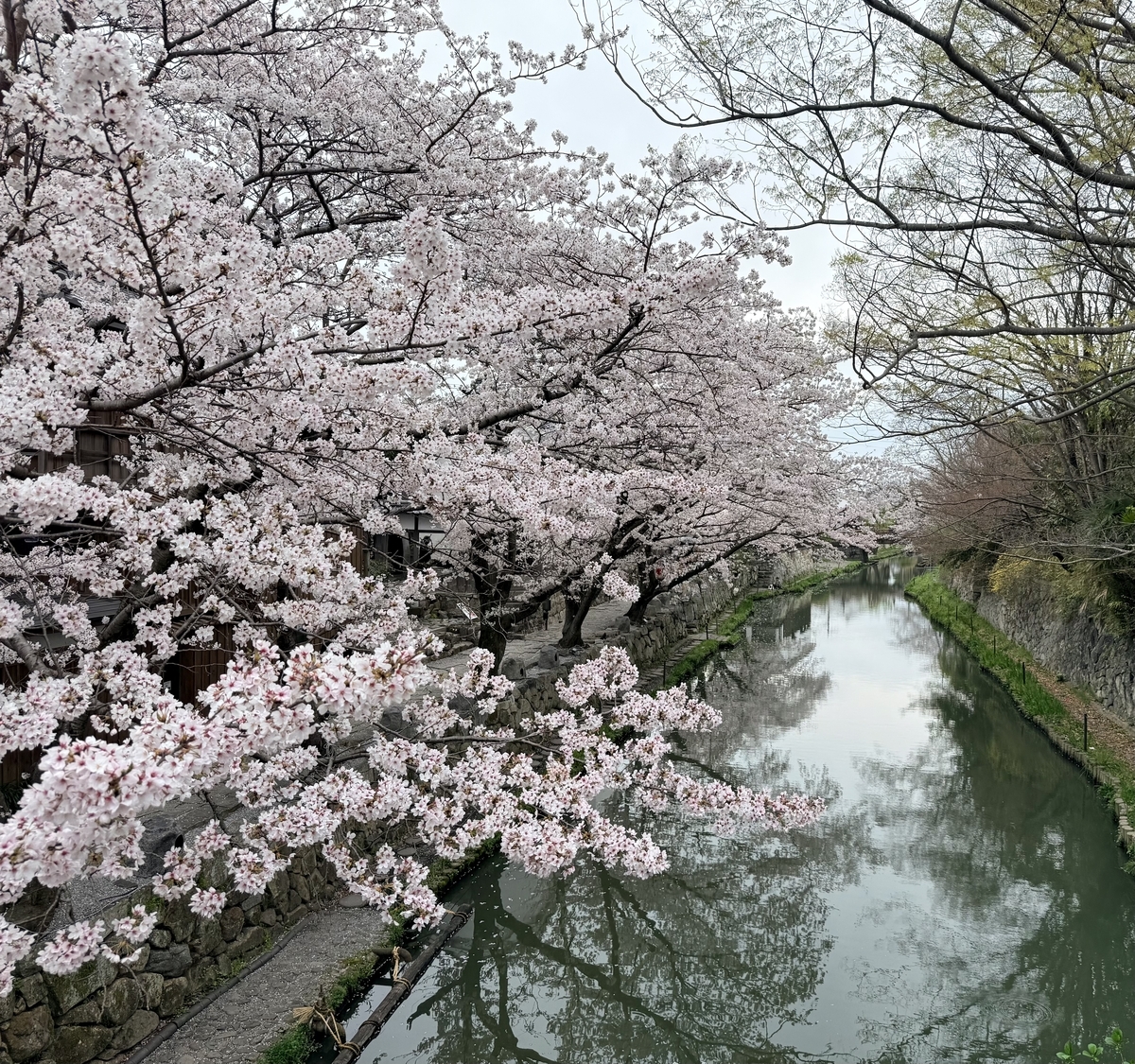 八幡堀に満開の桜 - よそもんが京都で暮らす