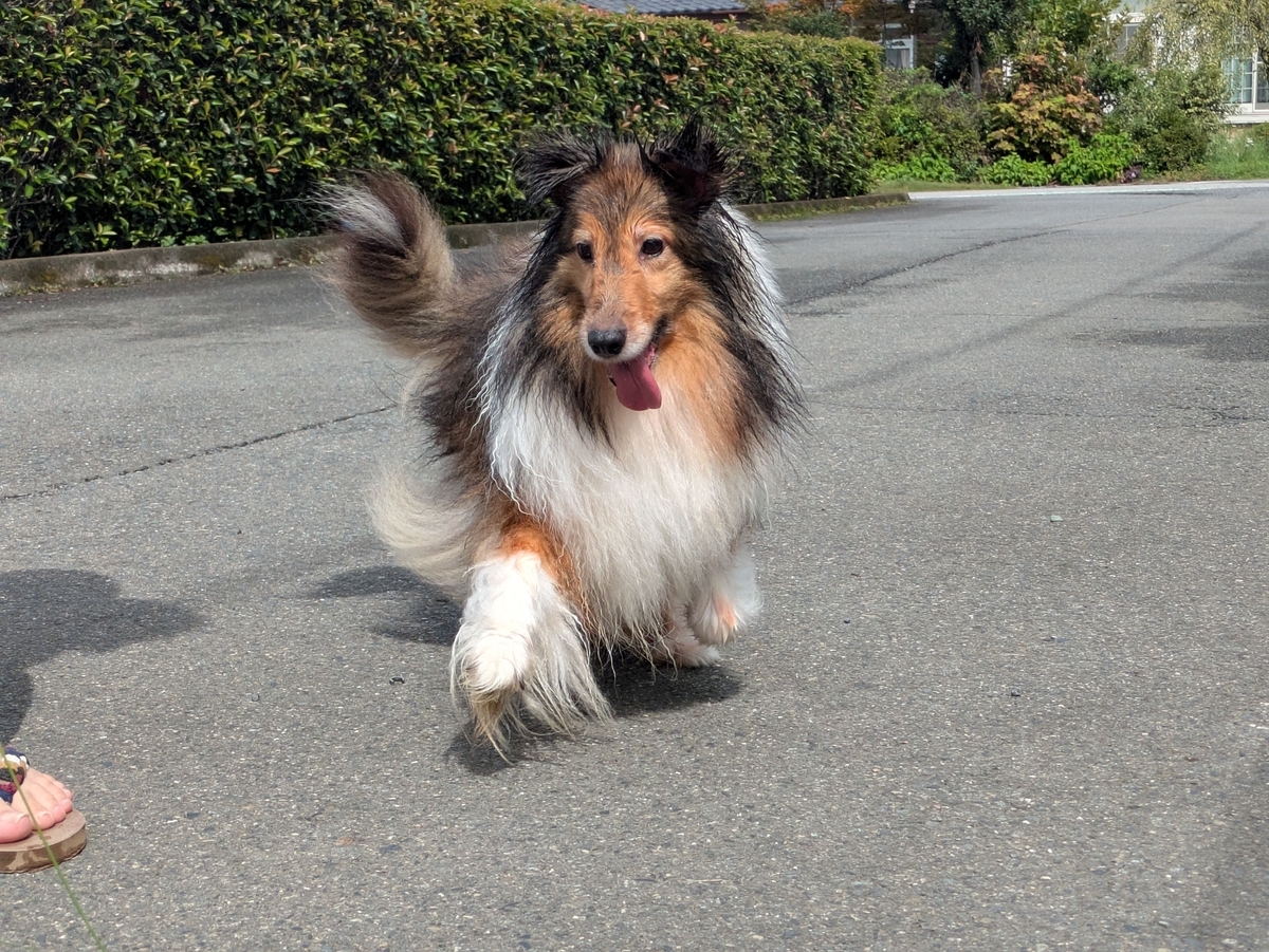 犬じゃらし？ - JL1AGY’s BLOG