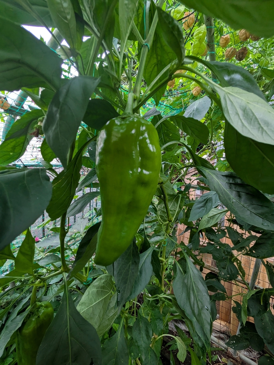 そろそろ秋？ - JL1AGY’s BLOG