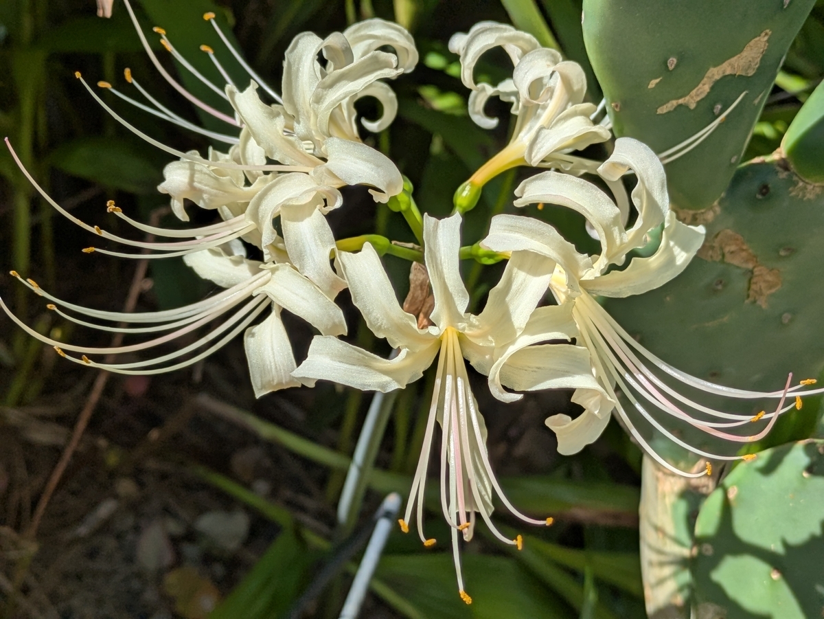 白い彼岸花も咲きました。 - JL1AGY’s BLOG