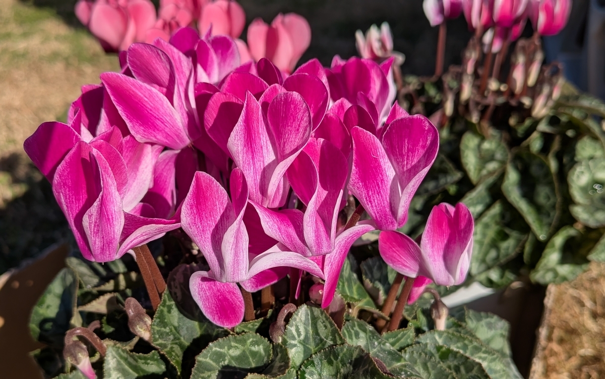 シクラメンを買いました。 - JL1AGY’s BLOG