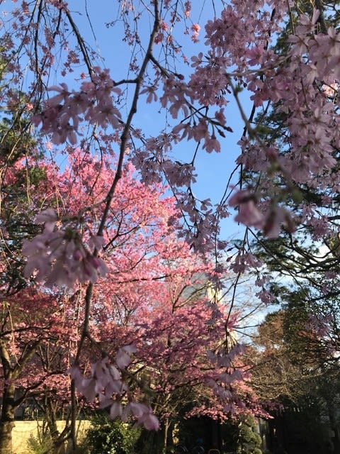 開花宣言 An announce of cherry blossom coming out - jocolamer’s diary