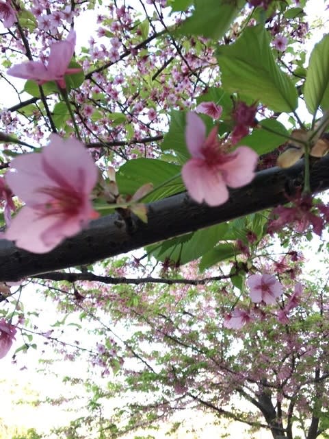 開花宣言 An announce of cherry blossom coming out - jocolamer’s diary