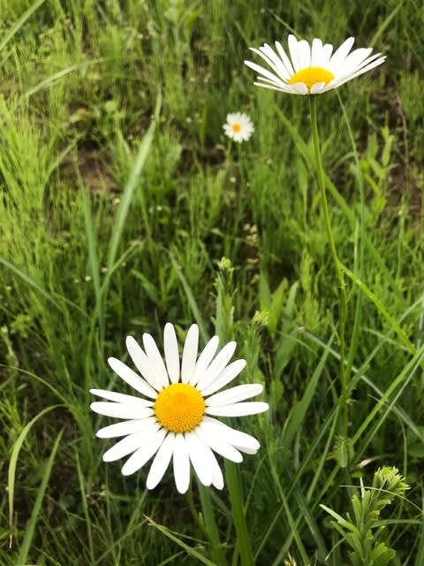 ユズの花とマーガレット Yuzu flower and marguerite - jocolamer’s diary
