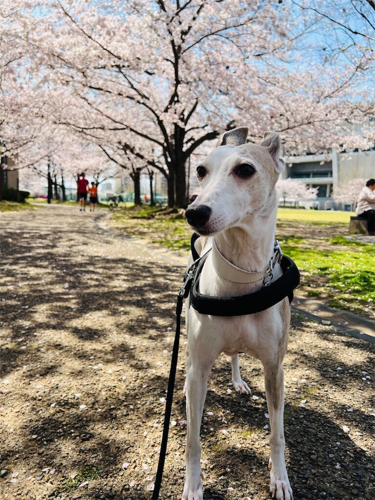 お花見散歩でウィペットに出会う - Joy & Jura with Whippet Floren