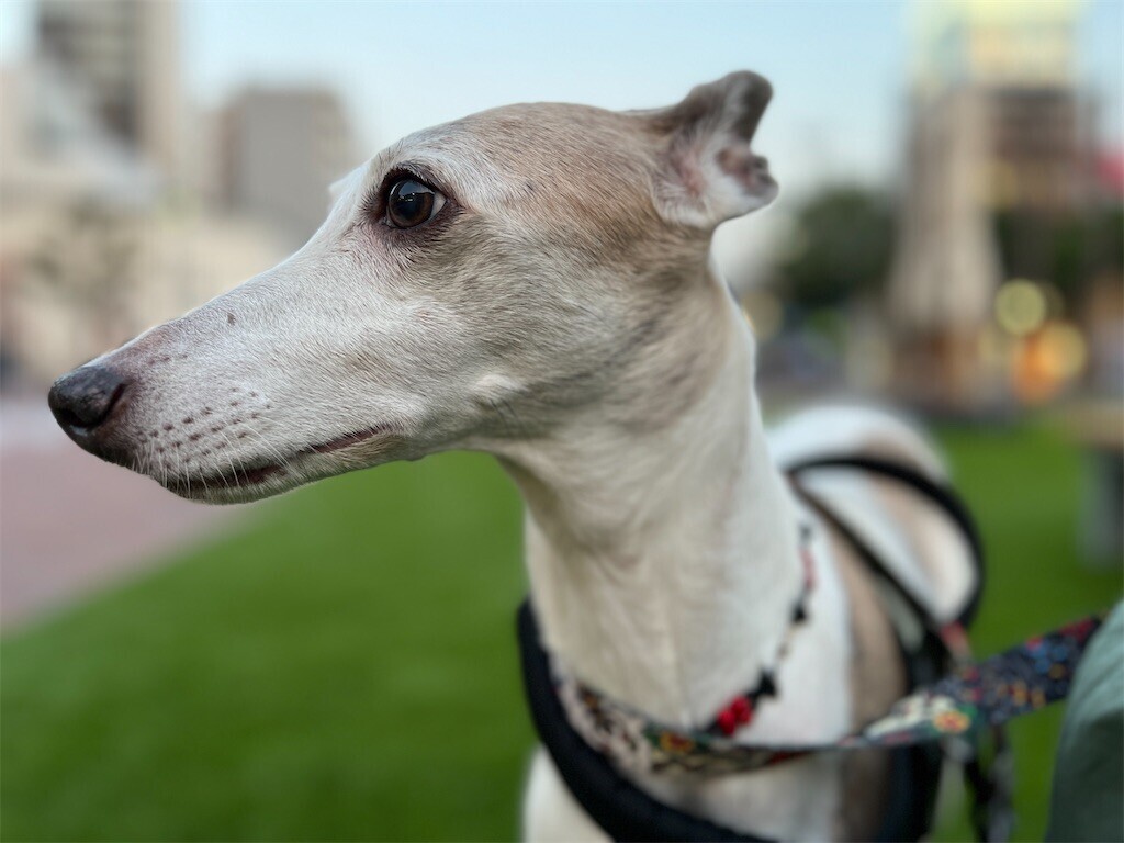 「君たちはどう生きるか」を観てきました - Joy & Jura with Whippet Floren