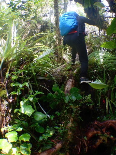 サモア最高峰、Mt.Silisiliへ！-3 - Notes in Apia