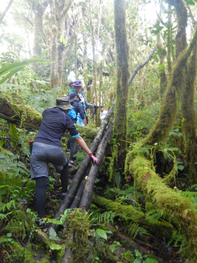 サモア最高峰、Mt.Silisiliへ！-4 - Notes in Apia