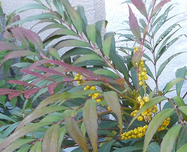 - junjunのはなまる日和＆ネパール