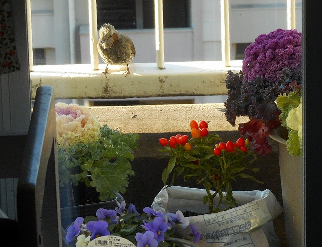 - junjunのはなまる日和＆ネパール