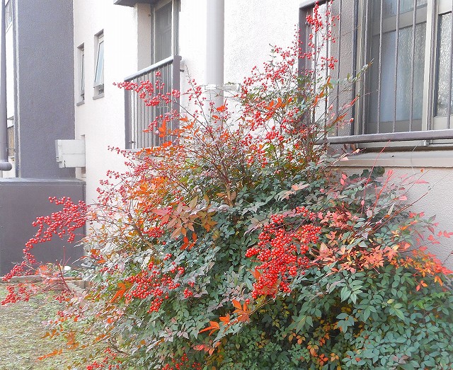 あけましておめでとうございます - junjunのはなまる日和＆ネパール