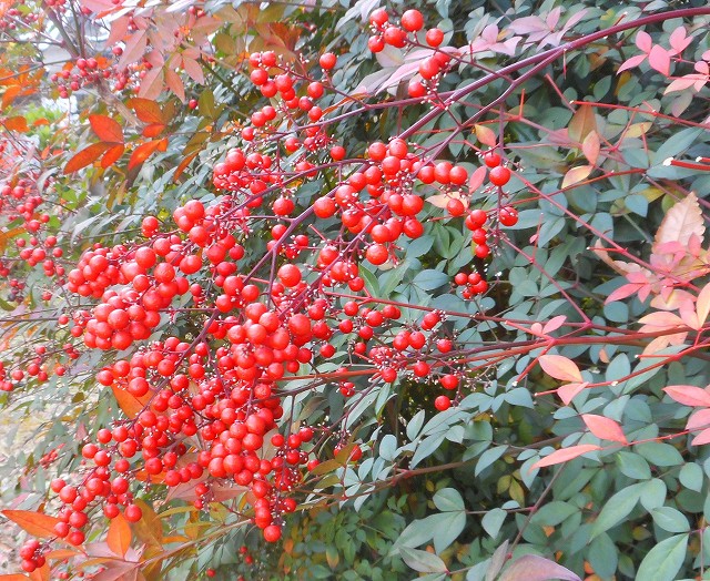 あけましておめでとうございます - junjunのはなまる日和＆ネパール