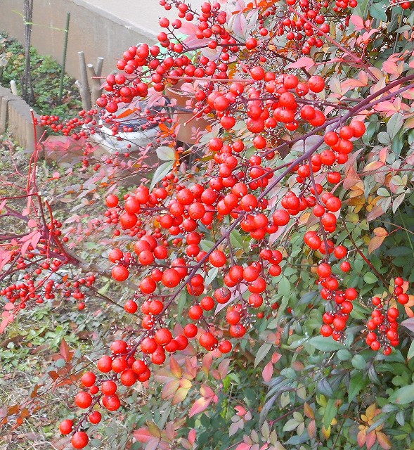 あけましておめでとうございます - junjunのはなまる日和＆ネパール