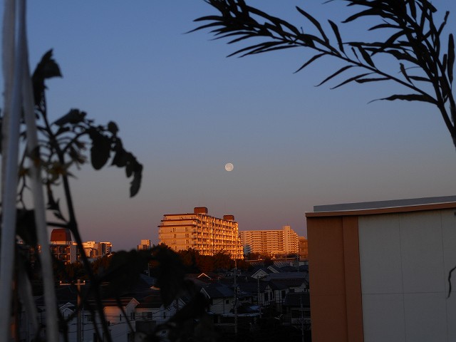 新年最初の満月 - junjunのはなまる日和＆ネパール