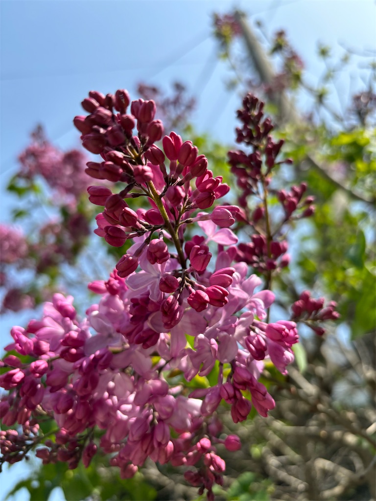 おはようお日様 - junpu-8’s blog