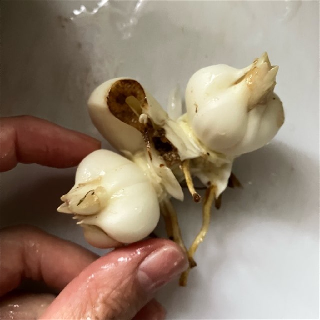 産直で買った食用ゆり根を再生栽培に挑戦！2023 - 小庭菜園〜自然農法でやさい作り