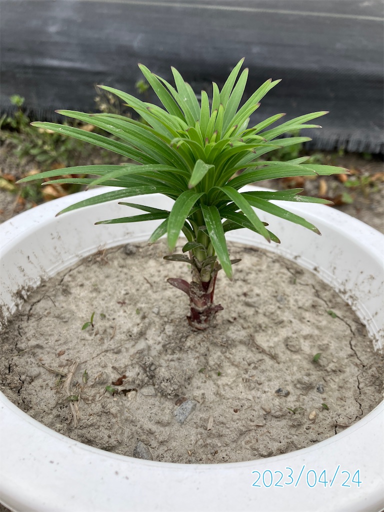 産直で買った食用ゆり根を再生栽培に挑戦！2023 - 小庭菜園〜自然農法でやさい作り