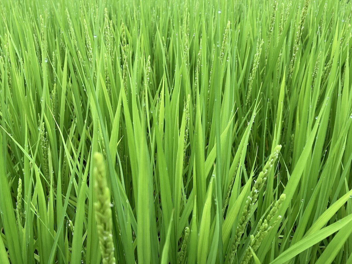 【稲作】2023 田んぼ作業記録（自己管理3年目） - k144 Personal Note