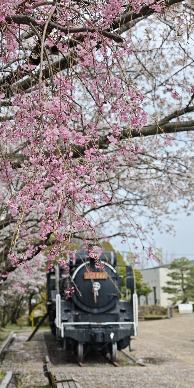 「D51 822」と桜 - 金沢おもしろ発掘