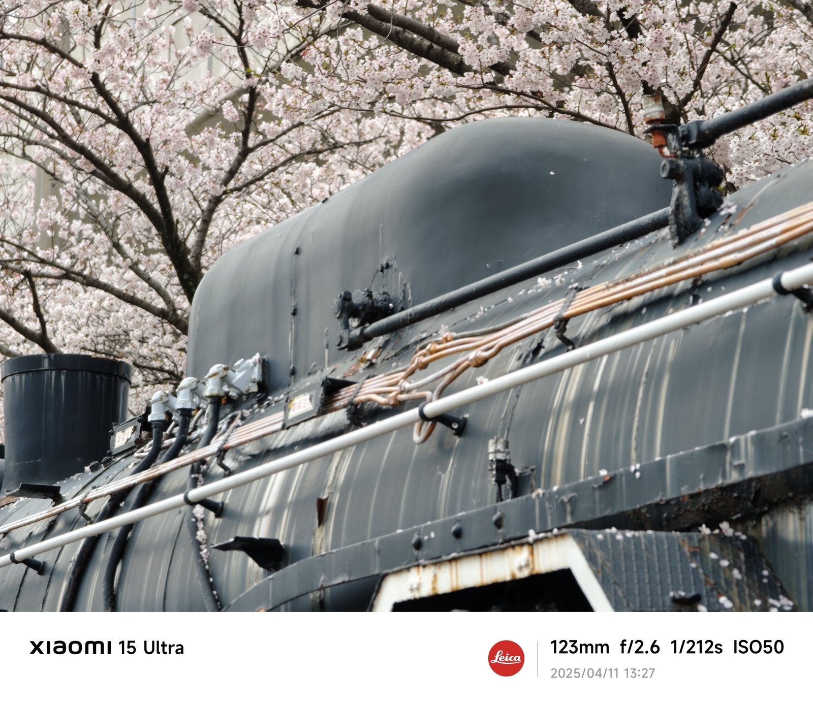 「D51 822」と桜 - 金沢おもしろ発掘