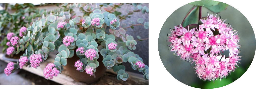 ミセバヤ、 - ごんまま 散歩道