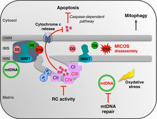 ALS、2型CMT関連遺伝子CDCDH10の機能解析 (EMBO Molecular Medicine 2015年12月14日号掲載論文 ...