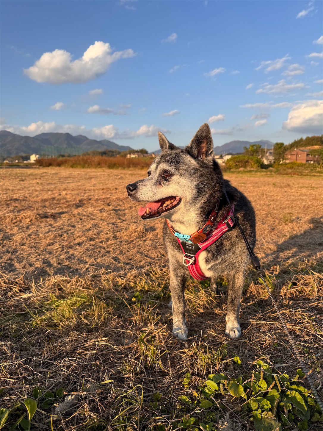 ほごっこは可愛いで！！ - ちいちゃん今日もウトウト・・・
