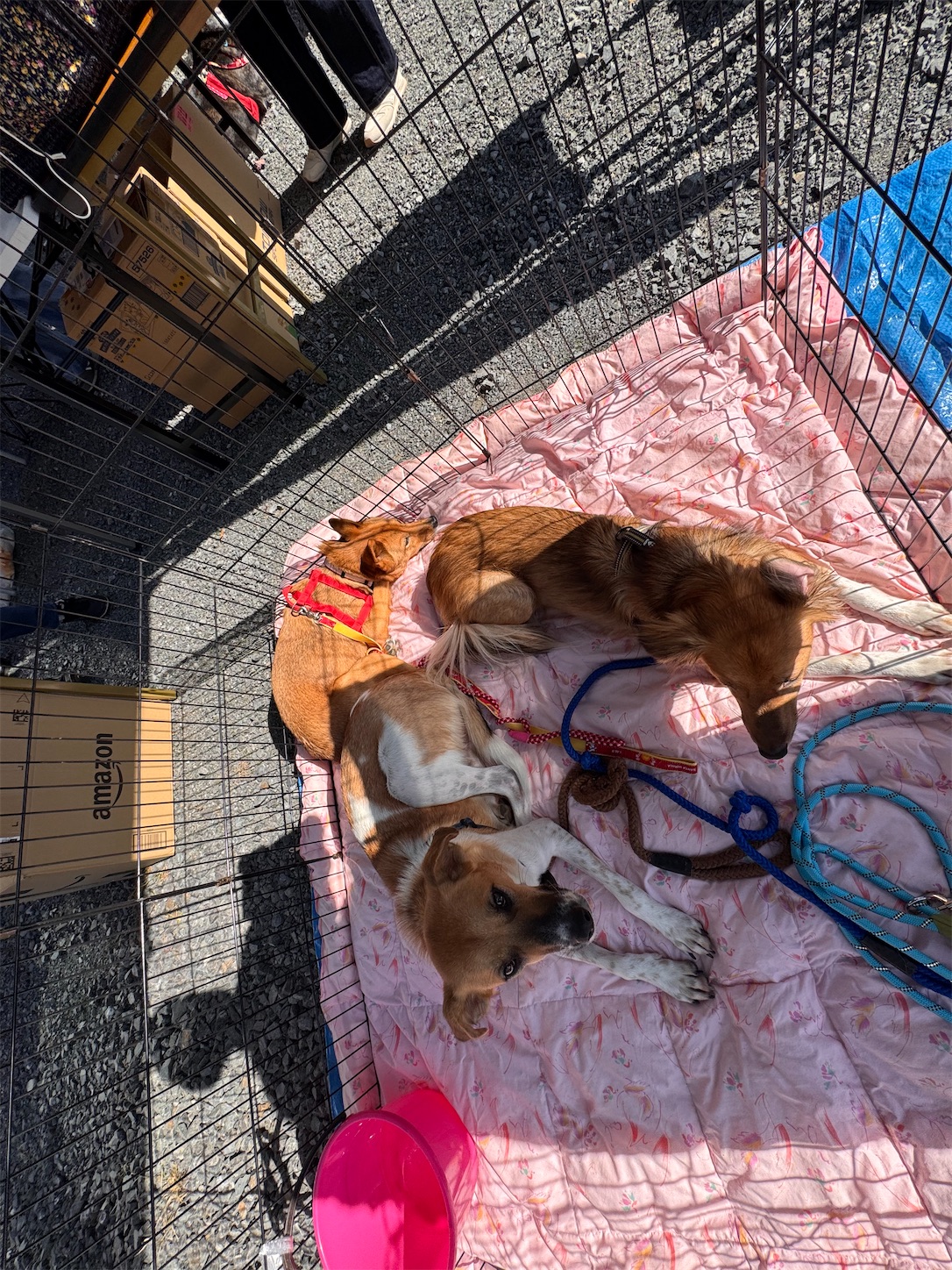 ほごっこは可愛いで！！ - ちいちゃん今日もウトウト・・・