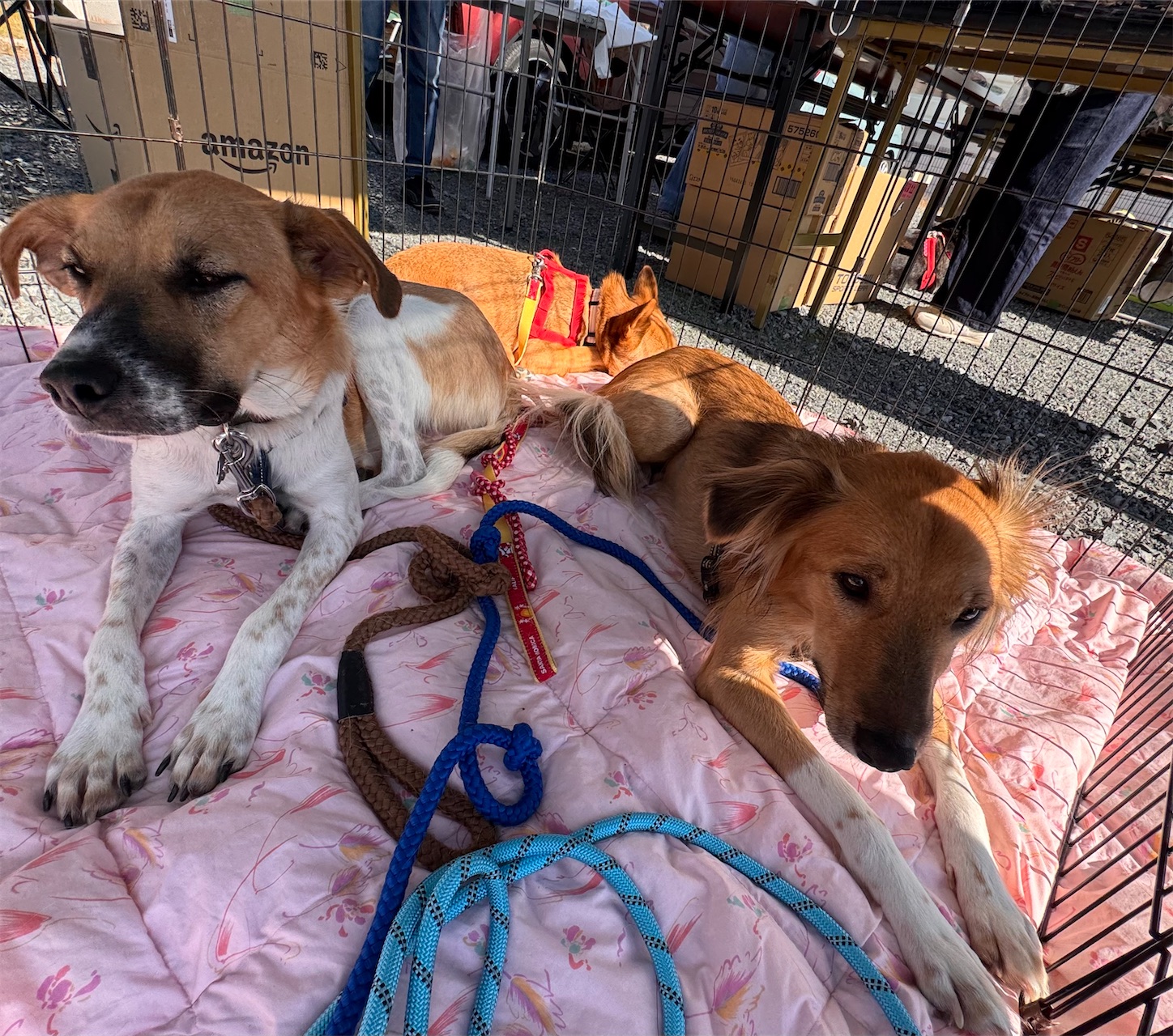 ほごっこは可愛いで！！ - ちいちゃん今日もウトウト・・・