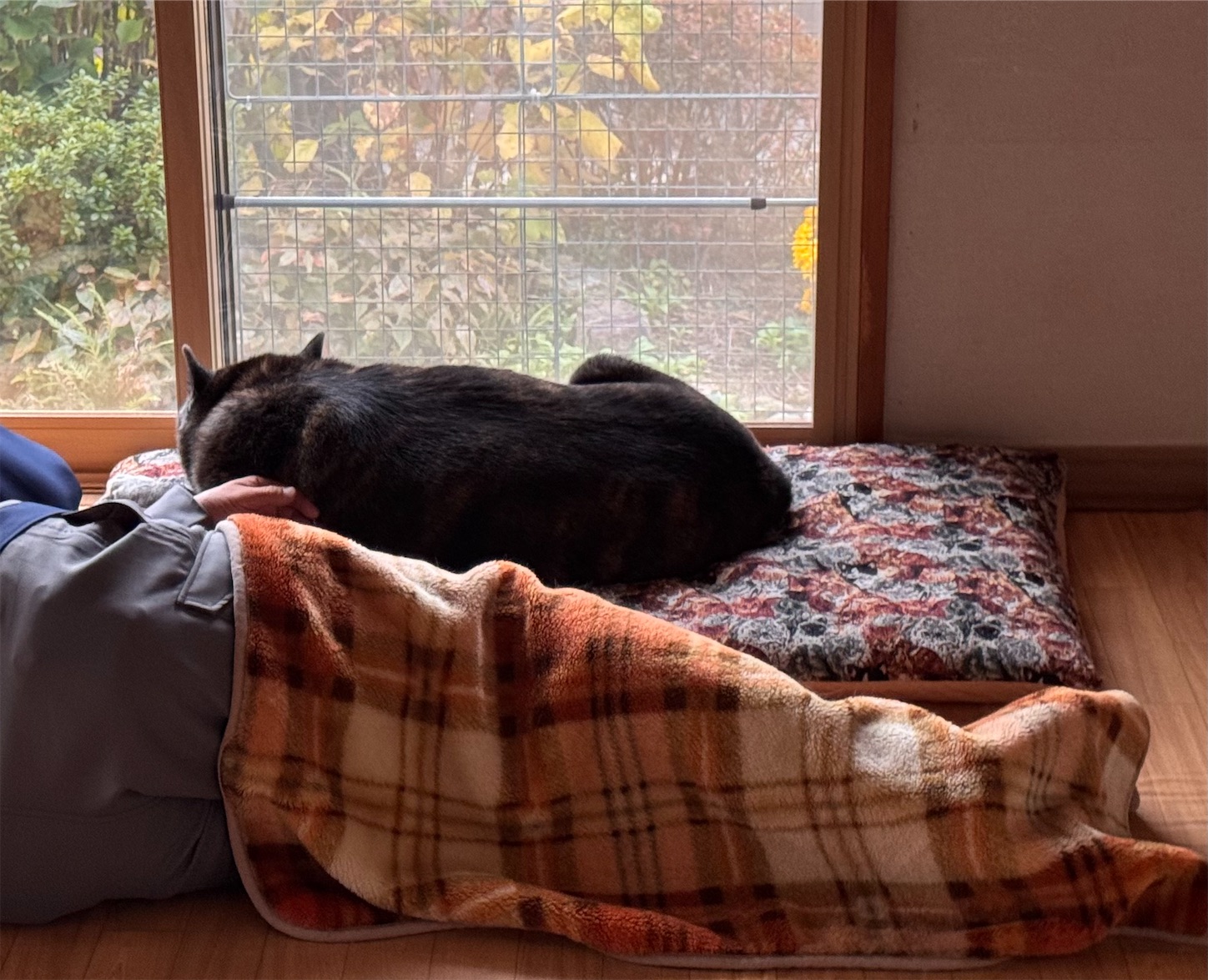 ほごっこは可愛いで！！ - ちいちゃん今日もウトウト・・・