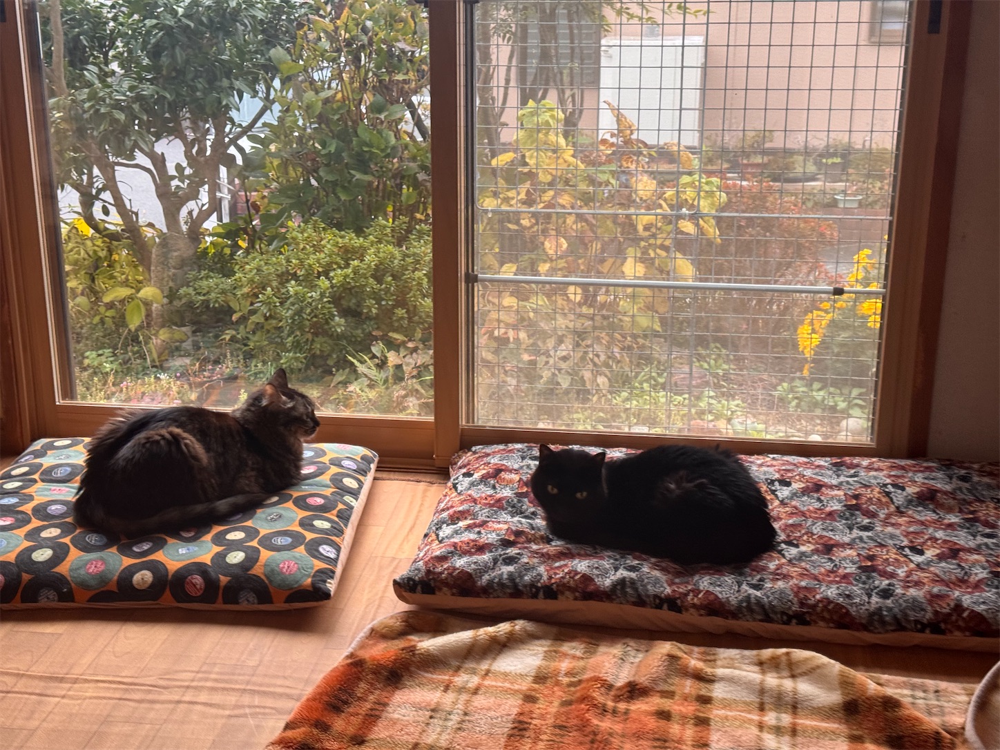 ほごっこは可愛いで！！ - ちいちゃん今日もウトウト・・・