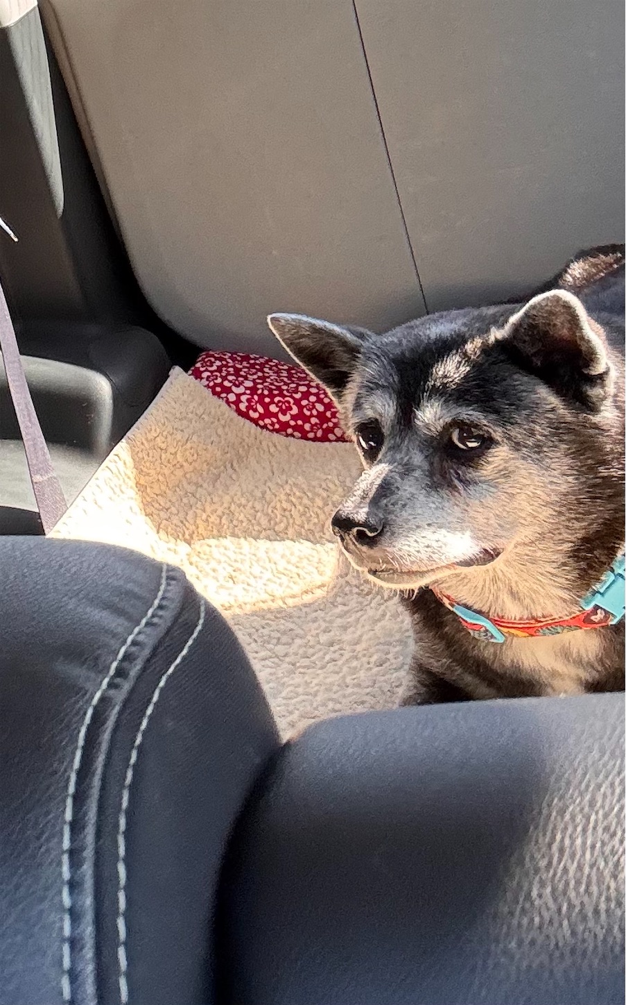 ほごっこは可愛いで！！ - ちいちゃん今日もウトウト・・・