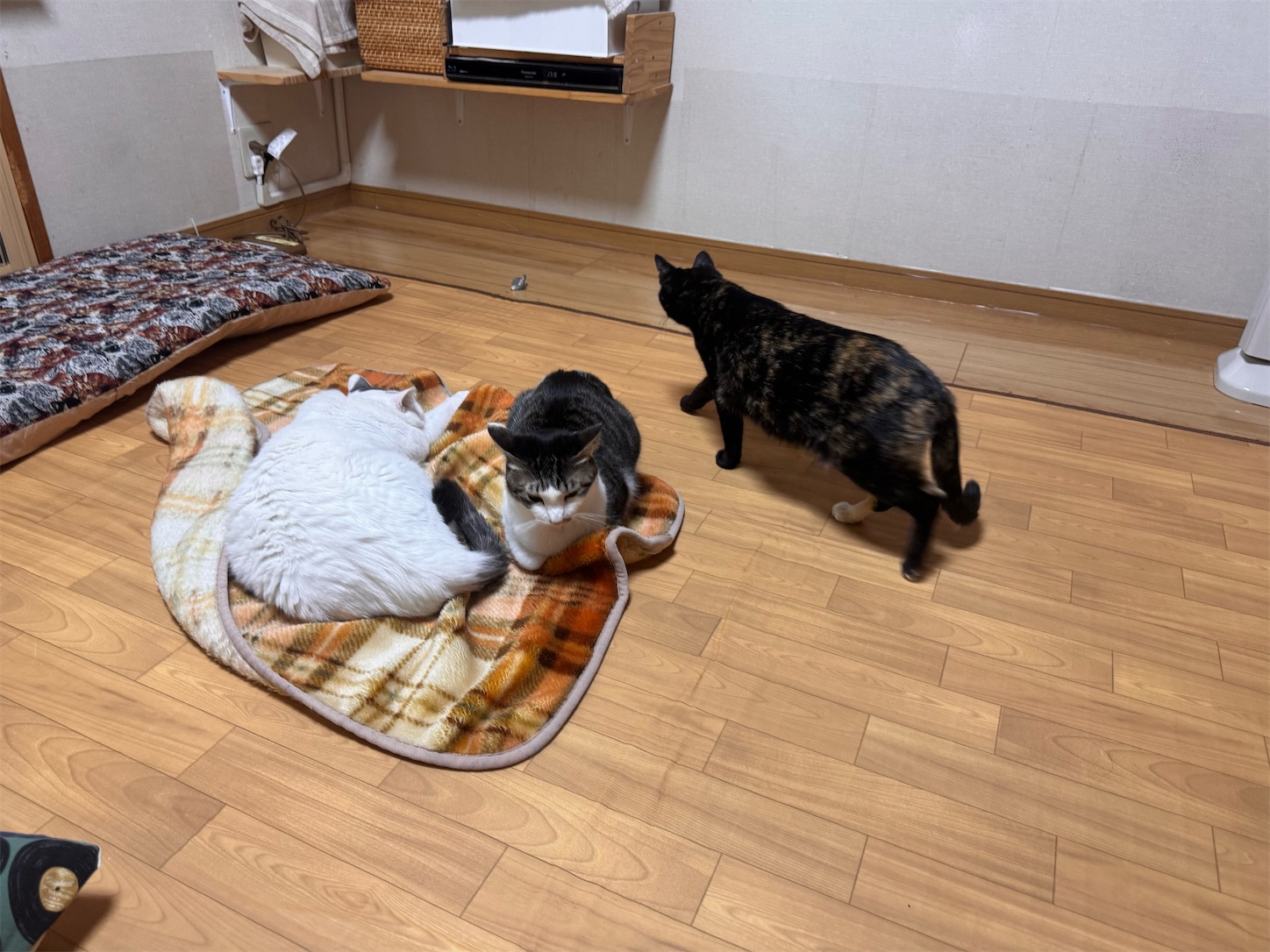 ほごっこは可愛いで！！ - ちいちゃん今日もウトウト・・・